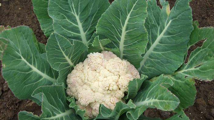 Berkat Ekstra Rebung dan Air Kelapa, Kubis Bunga Cepat Dipanen - Surya ...