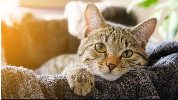 Apakah Air Liur dan Bulu Kucing Najis dan Membatalkan Wudhu? Yuk Simak ...