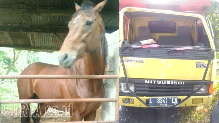 Kuda Pacu yang Mati Tertabrak Truk di Kediri itu Ternyata Pernah ...