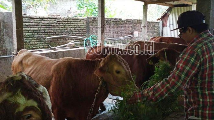 Banyak Warga Memilih Kambing, Peternak Sapi di Kota Malang Was-was ...