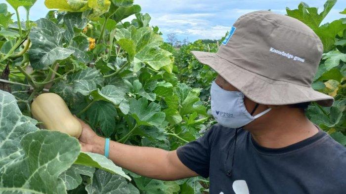 Manisnya Budidaya Labu Madu di Probolinggo, Perawatan Mudah, Setahun ...