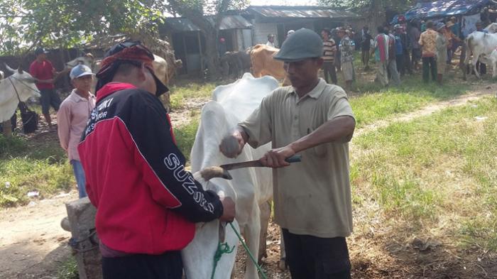 Bukan Hanya Blantik, Profesi Antik di Pasar Sapi Ini - Surya.co.id