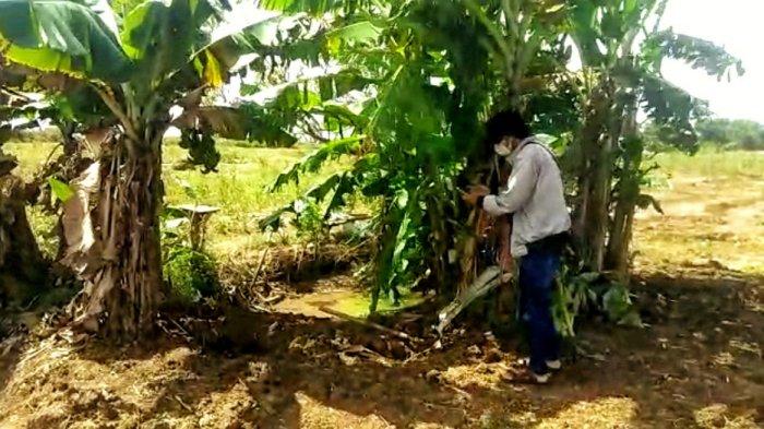 Polisi Temukan Sabu-sabu 29 Kg dan 113 Kardus Pil Double L Dikubur di ...