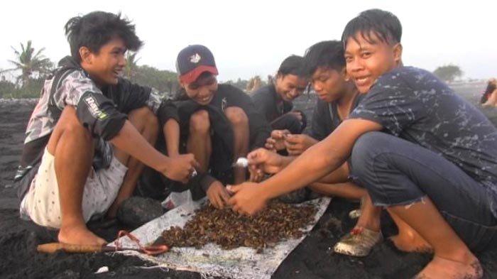 Jaga Fenomena Kerang Simping, Pemkab Lumajang Larang Nelayan Tangkap ...