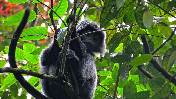 PRLJ Terima Lutung Bernama Sofie dan Anna dari Bandung - Surya.co.id