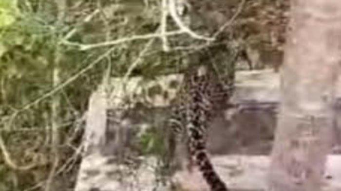 VIRAL Macan Tutul Berkeliaran Terekam Dari Jalan Raya, Diduga Keluar ...