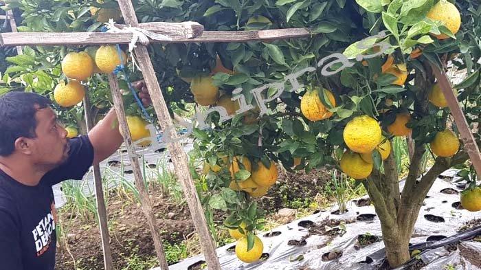 Beberapa Keunggulan Jeruk Dekopon alias Jeruk Jepang di Magetan yang ...