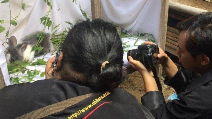 Branding Kelinci Hias di Media Sosial, Cara Mahasiswa KKN Ubhara Bantu Pemasaran Peternak di ...