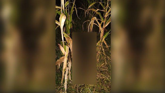 Mayat Wanita Tanpa Identitas Ditemukan di Kebun Jagung di Driyorejo Gresik, Ada Luka di Perut ...