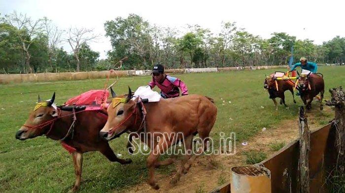 Meski Diterjang Wabah PMK, Lari Sapi Kerap Madura Melesat di Hadapan ...