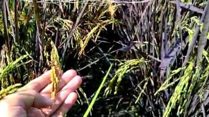Petani Kota Kediri Sukses Budidaya Varietas Padi Sehat - Surya.co.id