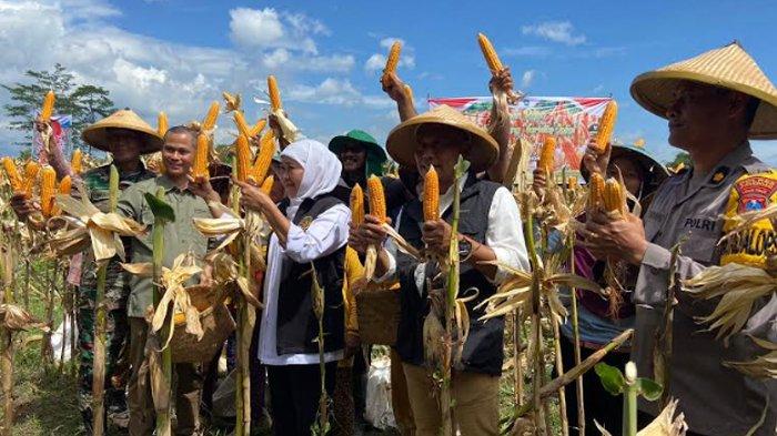 Ikut Panen Raya Jagung Reog 234 di Ponorogo, Gubernur Khofifah ...