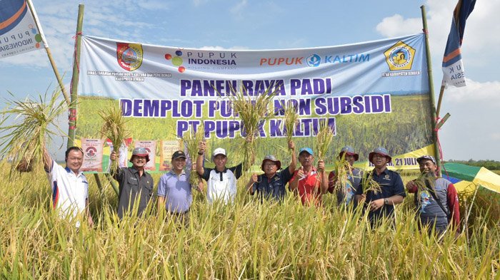 Program Demplot Pupuk Kaltim Bantu Pengembangan Budidaya Padi di Jember ...