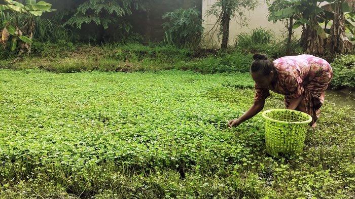 Menilik Kampung Sambikerep, Salah Satu Penghasil Semanggi Terbesar di ...