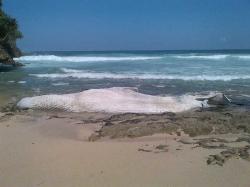 Paus Putih Terdampar di Pantai Taman Ayu - Surya.co.id