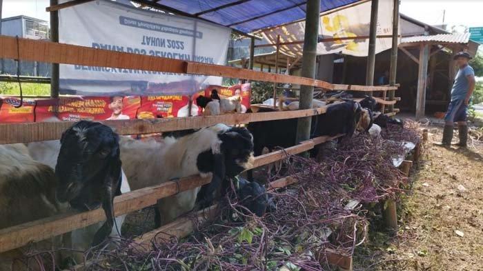 Jelang Idul Adha, Pedagang Ternak Dadakan Mulai Bernunculan di Banyuwangi - Surya.co.id