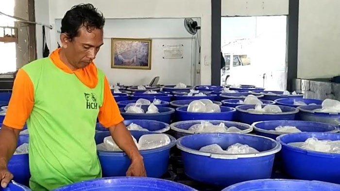 Benih Udang dan Bandeng Sulit Dicari, Petambak di Lamongan Antre untuk ...