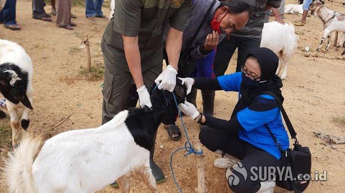 Pastikan Aman, Petugas Cek Kesehatan Hewan Kurban di Pasar Hewan di Trenggalek - Surya.co.id