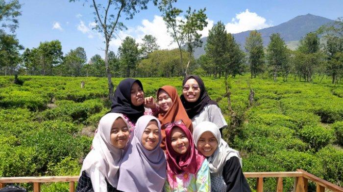 Pesona Baru Kebun Teh Wonosari Malang - Surya.co.id