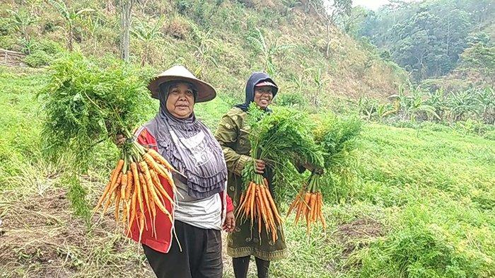 Petani Madiun Manfaatkan Fermentasi Kotoran Ternak untuk Kurangi ...