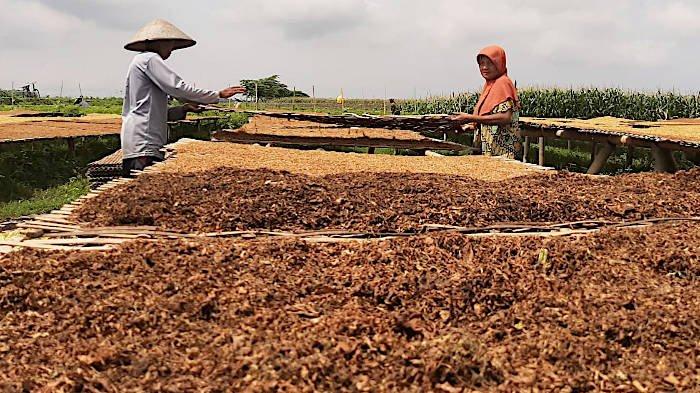 7043 Petani Tembakau Lumajang Diusulkan Dapat BLT Cukai - Surya.co.id