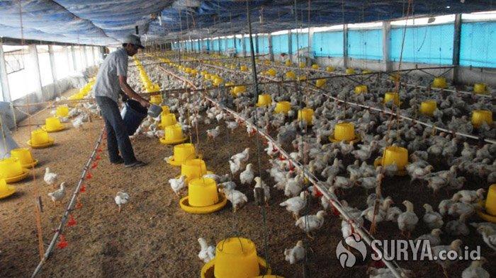 Peternak Unggas di Mojokerto Terancam Gulung Tikar Efek Pandemi Covid ...