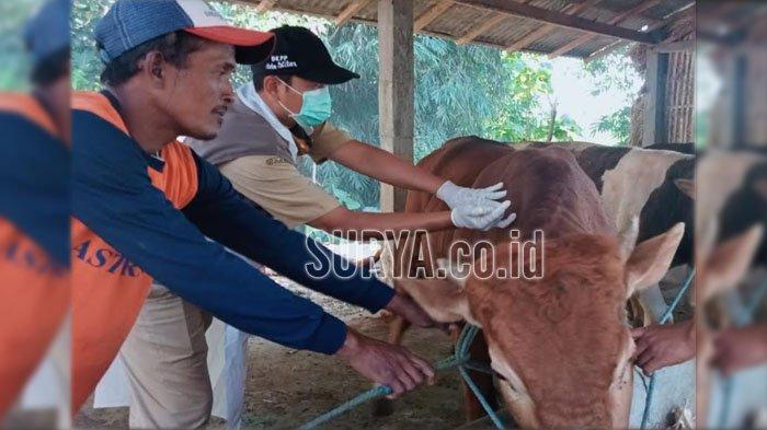 DKPP Kota Blitar Targetkan Pelaksanaan Vaksin PMK Dosis 3 pada Januari ...