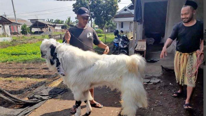 Laris Manis Jelang Hari Raya Idul Adha 2023, Peternak Kambing Etawa ... Laris Manis Jelang Hari Raya Idul Adha 2023, Peternak Kambing Etawa ...