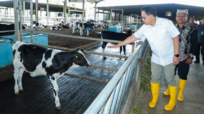 Program Makan Bergizi Gratis, Pj Gubernur Tinjau Peternakan Sapi Perah ...