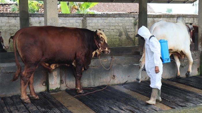 DKPP Jember Ambil Sampel Liur Sapi yang Diduga Terpapar PMK, Akan ...