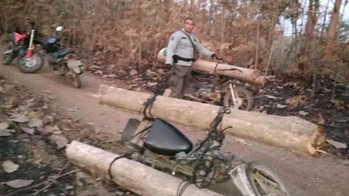 Petugas Heran Motor Protolan Pencuri Bisa Angkut Kayu Jati 5 Meter di ...