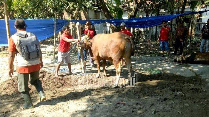 Ditemukan Penyakit Cacing Hati Pada Hewan Kurban Sapi di Pacet ...