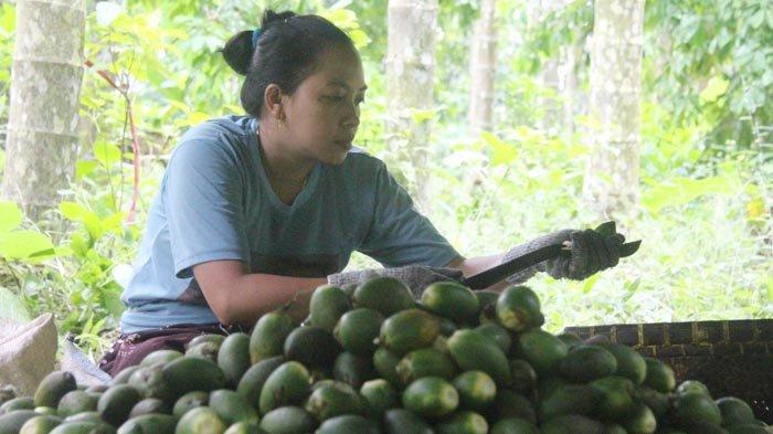 Budidaya Pinang Potensi Cuan di Lumajang, Dulu Hanya Dianggap Sebagai ...