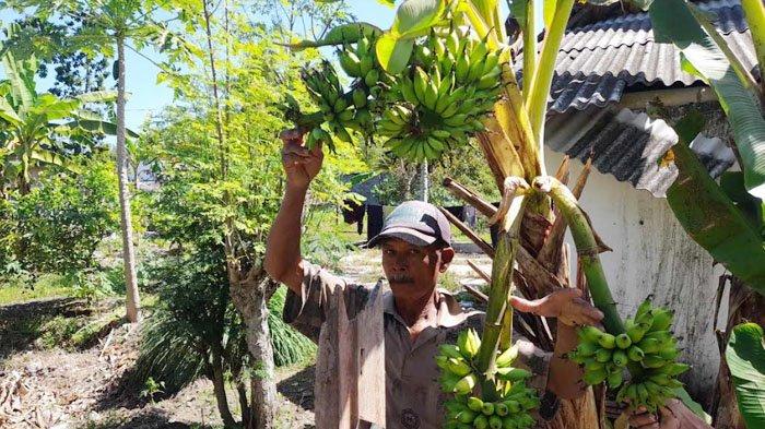 Pria Di Lumajang Keheranan Lihat Pohon Pisangnya Bisa Berbuah 4 Tandan