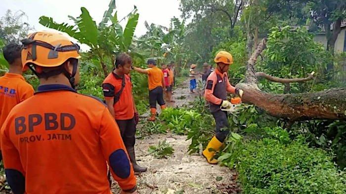 Angin Kencang Terjang Wilayah Mayang Jember, Robohkan Sejumlah Pohon ...