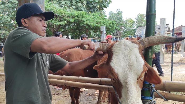 Jelang Idul Adha 2023, Pelanggan Jasa Salon Sapi di Pasar Hewan Dimoro ...