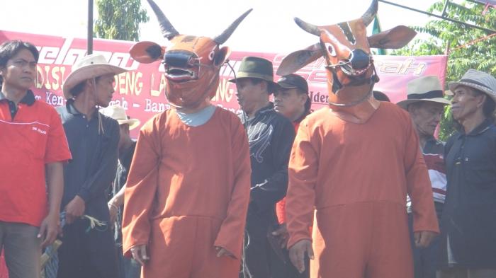 1 Muharram, Warga Banyuwangi gelar Ritual Sapi-sapian - Surya.co.id