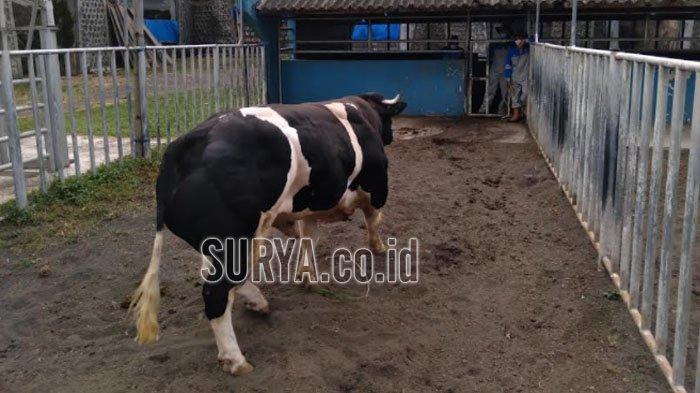 Menteri Pertanian : Genjot Ekspor Sperma Sapi Domestik Produksi BBIB ...