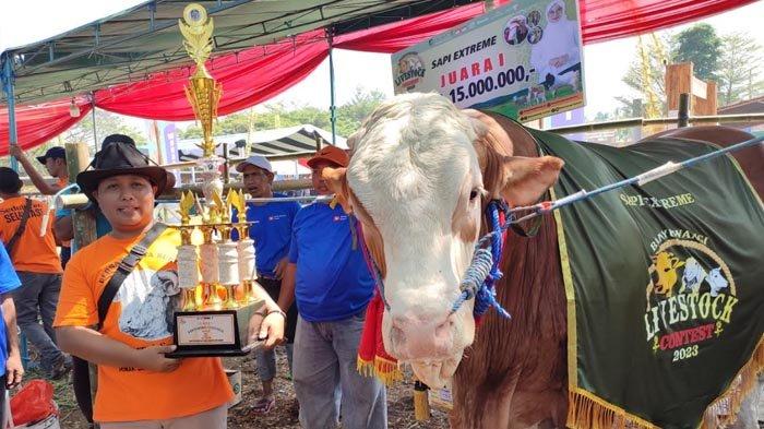 Sapi Milik Warga Wongsorejo Jadi yang Terbesar di Ajang Banyuwangi ...