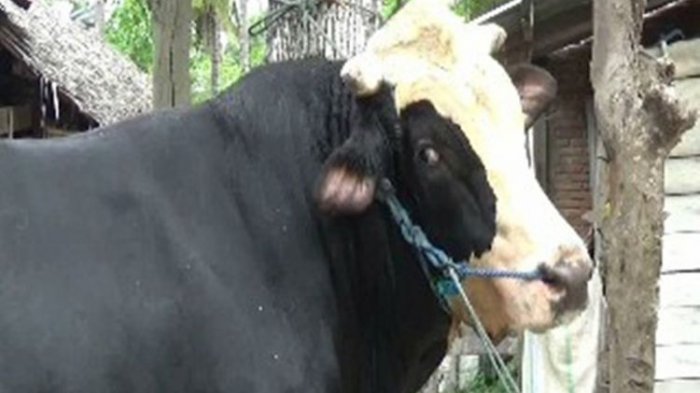 Sapi Kurban Saeman Dibeli Jokowi Seharga Rp 60 Juta, Begini Cara ...