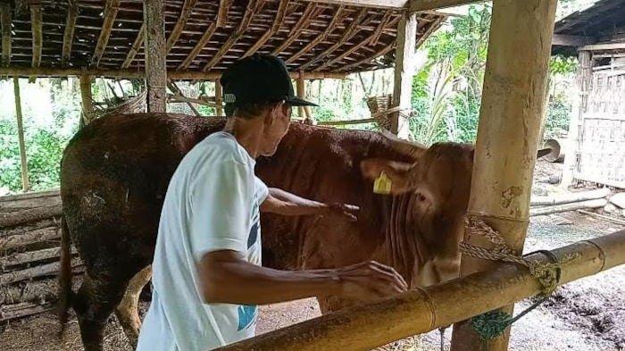 LSD di Ponorogo Semakin Meluas, Terdata Sudah Ada Puluhan Ekor Sapi ... LSD di Ponorogo Semakin Meluas, Terdata Sudah Ada Puluhan Ekor Sapi ...