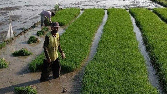 Dapatkan Data Pertanian Riil Dan Akuntabel, BPS Gelar Sensus Pertanian ...