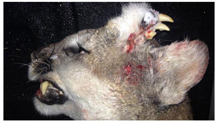 Foto Singa Gunung Ini Punya Sepasang Taring di Kepala, Apa Sebabnya ...