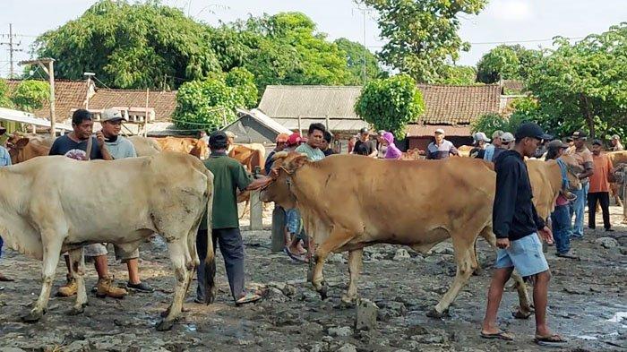 Keluh Kesah Peternak Sapi di Kediri Saat PMK, Harga dan Permintaan Turun Drastis - Surya.co.id