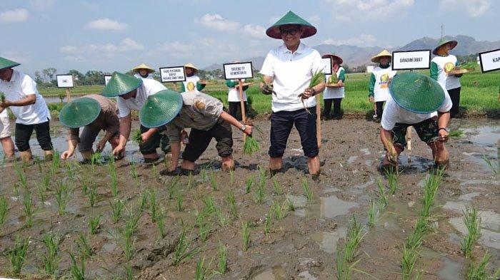 Maksimalkan MT3 di Tengah Dampak El Nino, Kementan Canangkan Percepatan Tanam Padi di ...