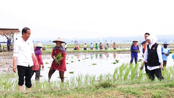 Dampingi Presiden Jokowi Tanam Padi di Tuban, Gubernur Khofifah Dorong Percepatan Masa Tanam ...