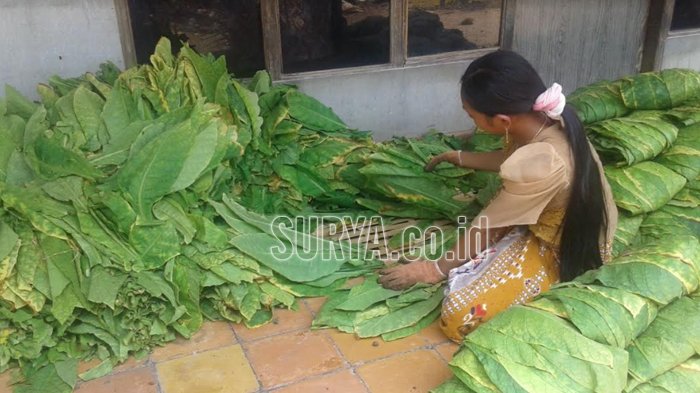Harga Tembakau Rajangan di Probolinggo Tembus Rp 40 Ribu Per Kilogram ...