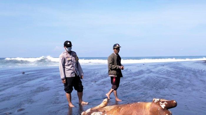 Heboh Temuan Bangkai Sapi Limosin Misterius Terbengkalai di Pantai ...