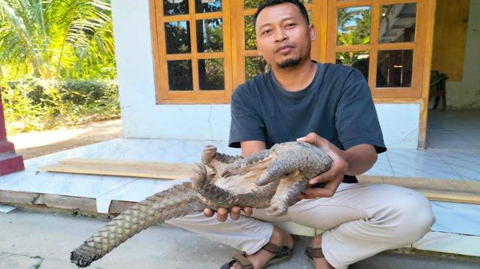 Warga Ngebel Ponorogo Temukan Satwa Dilindungi Tenggiling Dalam Kondisi ...