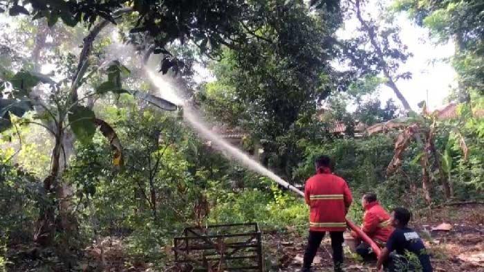 Damkar Turun Tangan Atasi Teror Ribuan Ulat Bulu di Ponorogo Jatim ... Damkar Turun Tangan Atasi Teror Ribuan Ulat Bulu di Ponorogo Jatim ...